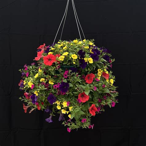 Full Sun Hanging Baskets Colorado Flower Baskets