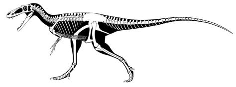Hesperonychus Skeleton