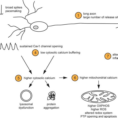 Selective Vulnerability Of Neurons In Pd Schematics Of Traits Common To Download Scientific