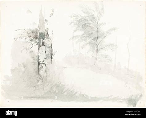 Tree Study Mid 1850s Stock Photo Alamy