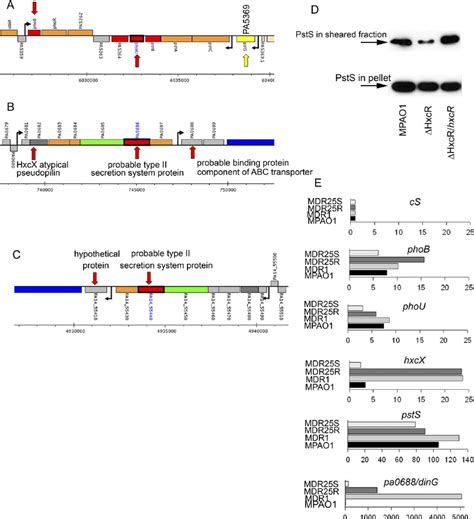 Alternative Type Ii Secretion System Is Involved In Outer Surface Download Scientific Diagram