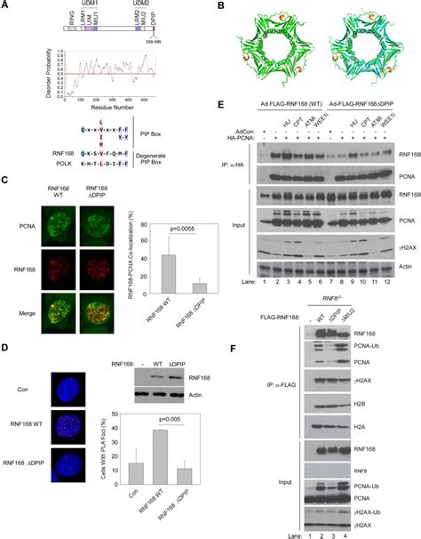 Figure 2 From Pcna Binding Activity Separates Rnf168 Functions In Dna Replication And Dna Double