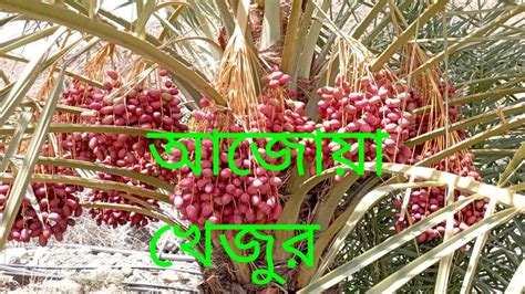 আজোয়া খেজুর Youtube
