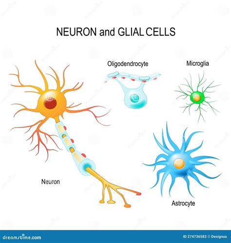 The Structure Of Microglia Neuron Nerve Cell Infographics Vector Illustration On Background