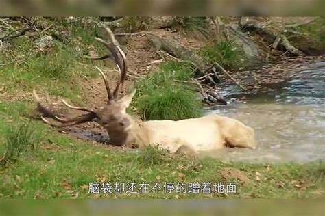 这只鹿在河边喝水喝着喝着就开始犯神经这是抽的哪门子疯 鹿在 神经