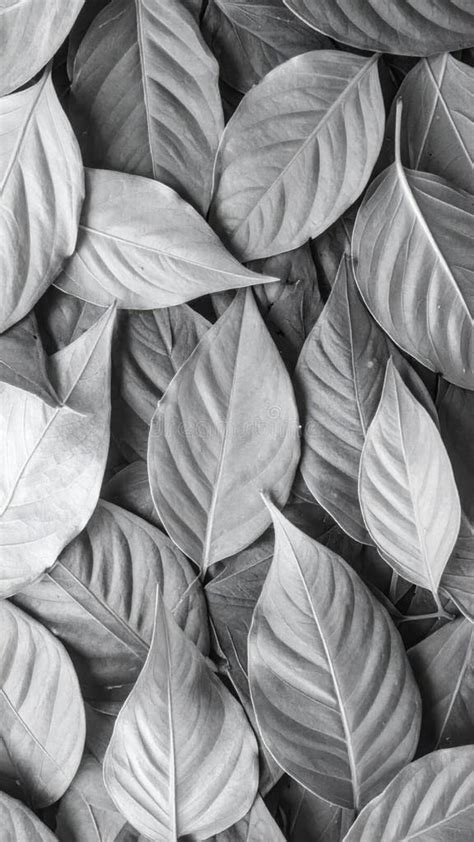 Monochrome Leaves Texture Background Natural Pattern Detailed Grayscale