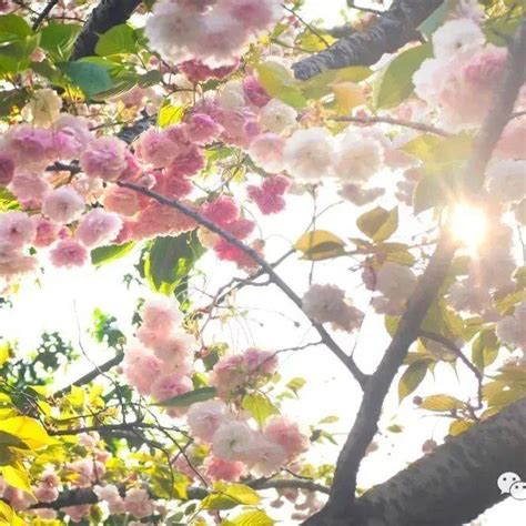 清明假期！宁海哪里最火爆？烧烤、露营、赏花、踏青旅游乡村游景区