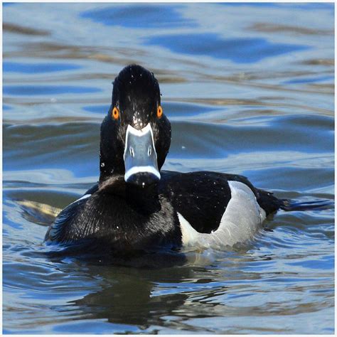 Ring Necked Duck Male Duck Species Duck Pictures Pretty Birds