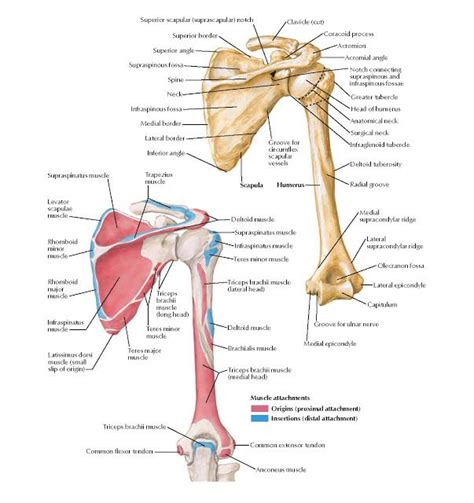 Humerus And Scapula Posterior Views Anatomy Superior Scapular Suprascapular Notch Superior