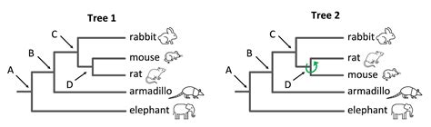 216 Phylogenetic Trees Introduction To The Evolution And Biology Of Sex