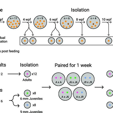 Experimental Design For Reproductive Isolation Experiments A Adult Download Scientific