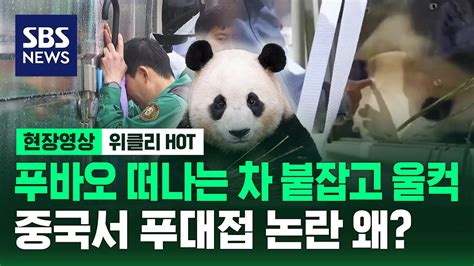 푸바오 떠나는 차 붙잡고 울컥 중국서 푸대접 논란 왜 현장영상 위클리 Sbs Youtube