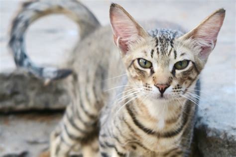 잠자는 길 들인 회색 새끼 고양이의 이미지는 바위에 대 한 위장 독특한 줄무늬와 머리에 M 패턴 마킹 회색 얼룩 고양이 사진 0명에 대한 스톡 사진 및 기타 이미지 Istock