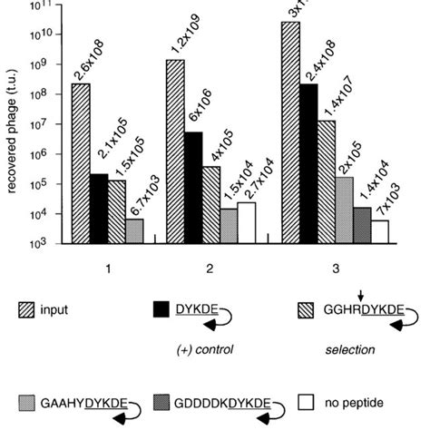 Model Experiments Of Selection For Endoproteolytic Activity Phage