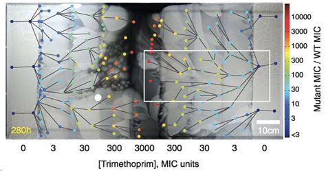 Connecting The Dots Range Expansion Shifts Clonal Interference