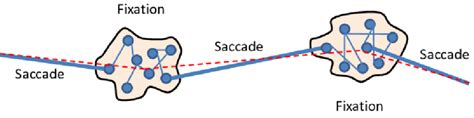 Eye Tracking Trajectories Fixations And Saccades Saccade Is Another Eye Download Scientific