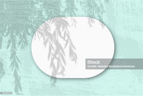 자연광은 흰 질감의 종이의 수평 타원형 시트에 버드 나무 가지에서 그림자를 캐스팅 0명에 대한 스톡 벡터 아트 및 기타 이미지 0명 A4 용지 검은색 Istock
