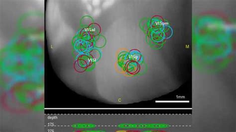 Allen Brain Observatory Launched Technology Networks