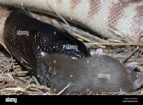 Australian Black Headed Python Aspidites Melanocephalus Swallowing A