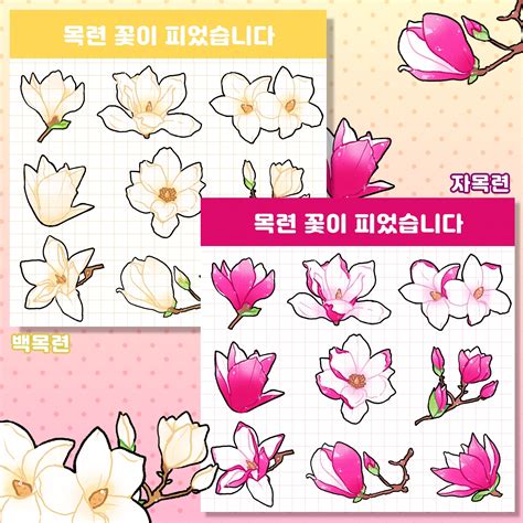 목련 꽃이 피었습니다