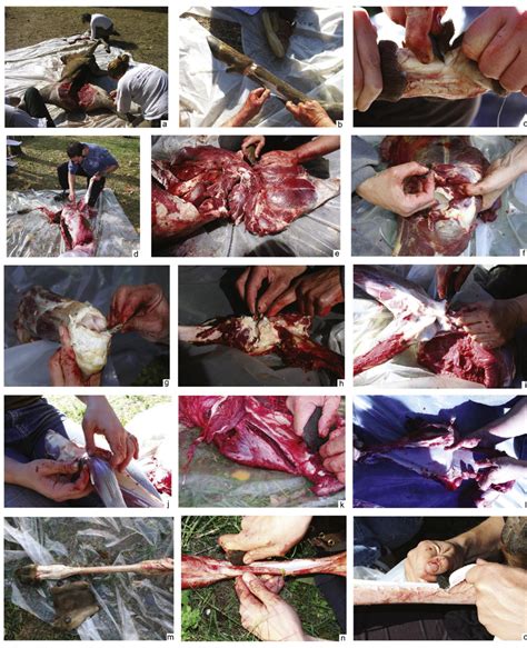 Deer Experiments A Longitudinal Incision Of The Skin On