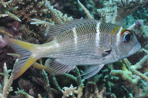 Monotaxis Heterodon Redfin Emperor Reef Life Survey