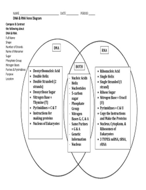 Dna And Rna Venn Diagram Worksheet