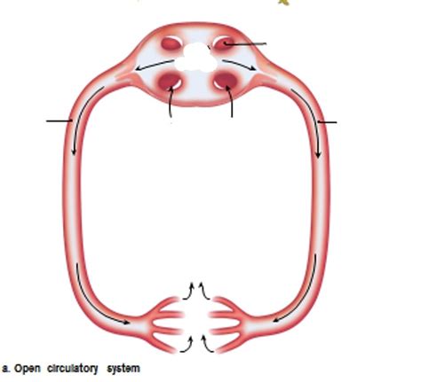 Open Circulatory System Diagram Quizlet