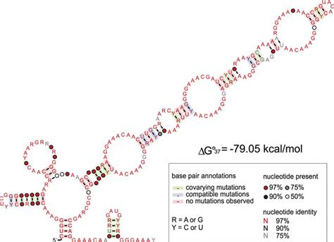 Conserved Secondary Structure Of The Candidatus Thalassoarchaea Ncrna 1 Download Scientific