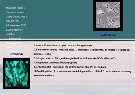 Azospirillum Pptx Agriculture Industries