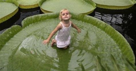 Worlds Largest Lily Pads Imgur