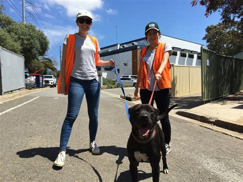 Rspca Nsw Rspcansw Twitter
