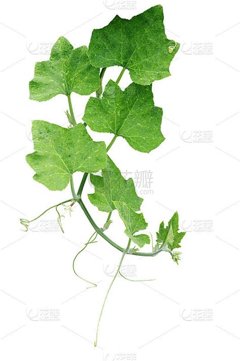 南瓜绿色的叶子有毛藤植物茎和卷须孤立在白色的背景包括修剪路径素材 花瓣网