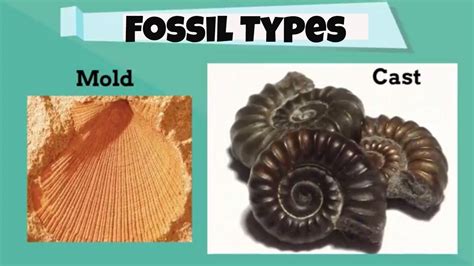 Examples Of Cast Fossils
