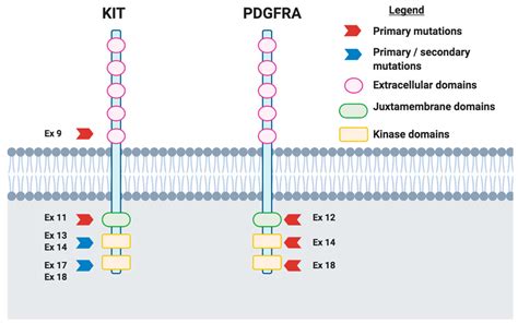 The Identity Of Pdgfra D842v Mutant Gastrointestinal Stromal Tumors Gist