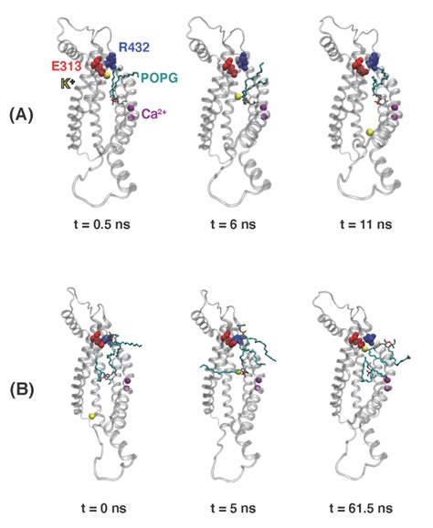 Snapshots From The 10 µs Md Simulation Of Nhtmem16 Capturing The