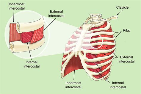 Difference Between Internal And External Intercostal Muscles