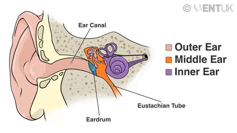 Glue Ear Otitis Media With Effusion Ome Ent Uk