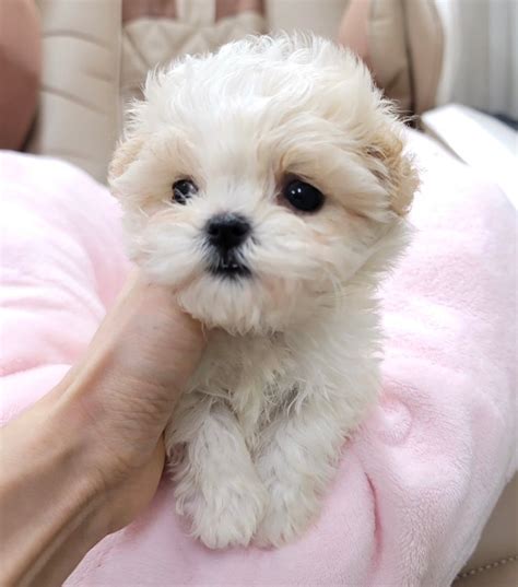 말티푸 특징 성격 분양가 입양 시 체크할 점 네이버 블로그