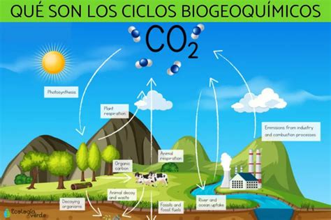 Los Ciclos Biogeoquímicos Y Su Importancia En Los Ecosistemas