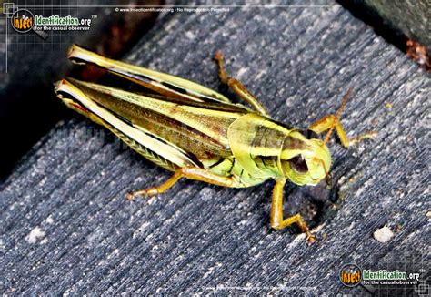 Two Striped Grasshopper