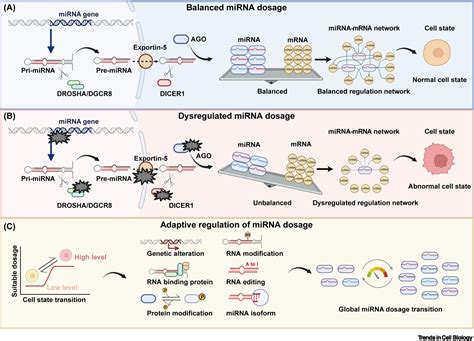Mirna Dosage Control In Development And Human Disease Trends In Cell