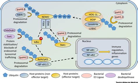 Post Translational Mechanisms Of Host Subversion By Bacterial Effectors