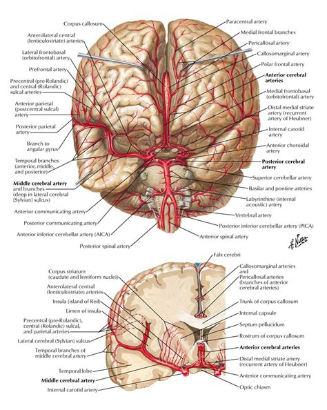 Ceres Science The Human Brain By Frank H Netter M D