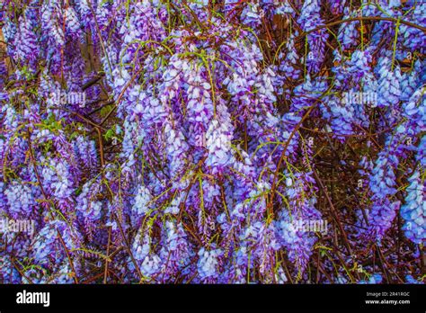 Wisteria Wisteria Sp Along A Fence In A Neighborhood In Spring