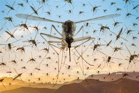 Why Are There So Many Mosquitoes In La Right Now Los Angeles Times