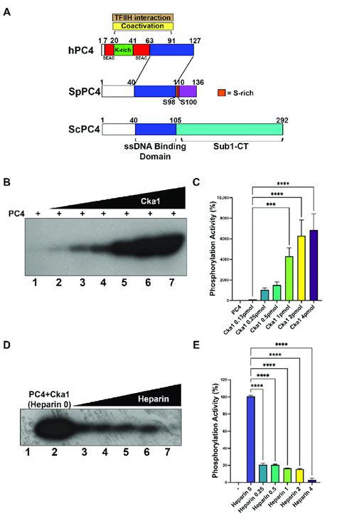 Fission Yeast Cka1 Phosphorylates Fission Yeast Pc4 A Schematic Download Scientific Diagram