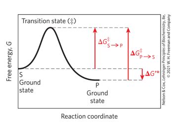 Enzyme Kinematics Flashcards Quizlet