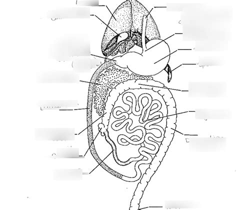 Digestive Monogastric Diagram Quizlet