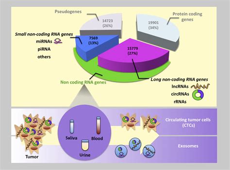 Cancer Biomarkers And Gene Expression Signatures The Noncoding Part Of Download Scientific